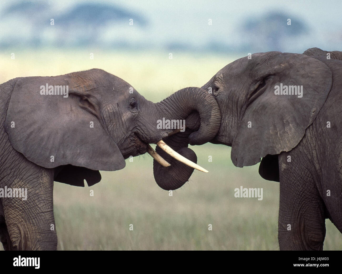 Scenery, African elephants, two, Loxodonta africana, touch, trunk trunk ...