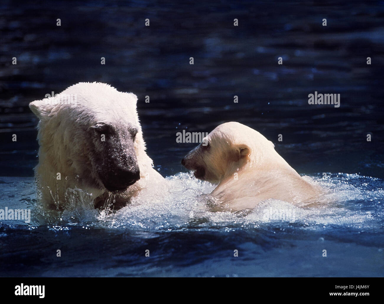 Polar bears, Ursus maritimus, young animal, swim Wildlife, animal world ...