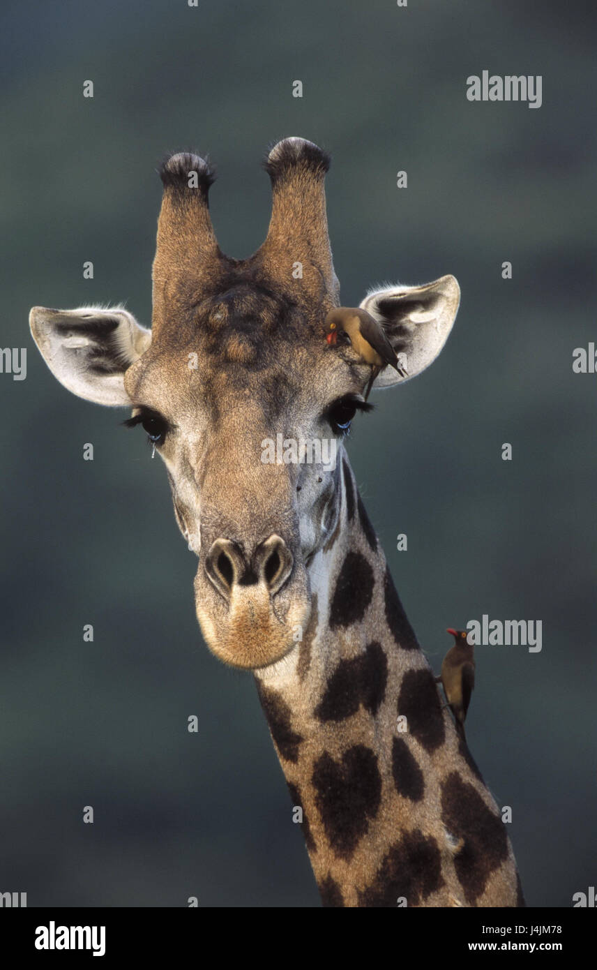 South Africa, national park, Hluhluwe-Umfolozi, giraffe, Giraffa ...