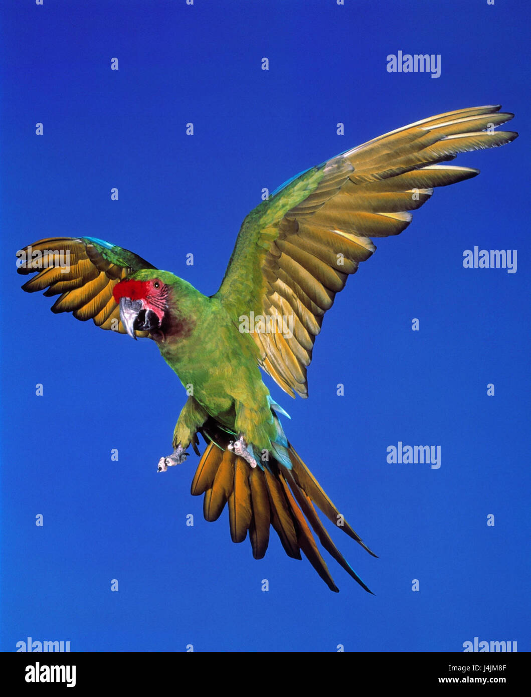 Soldaten-Ara, Ara militaris, flight Ara, wedge tail parakeet, parrot ...