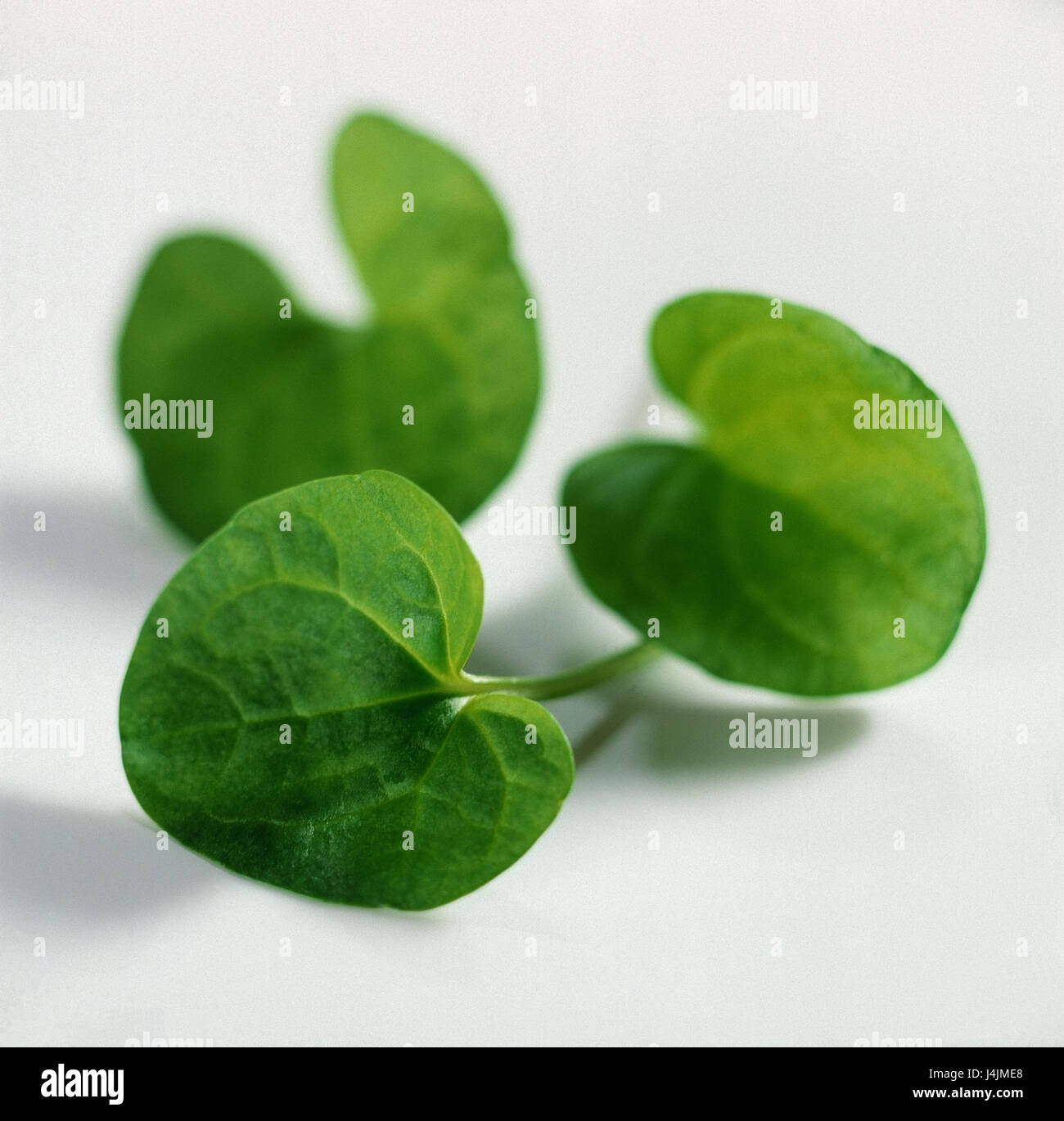 Coclearia officinalis hi-res stock photography and images - Alamy