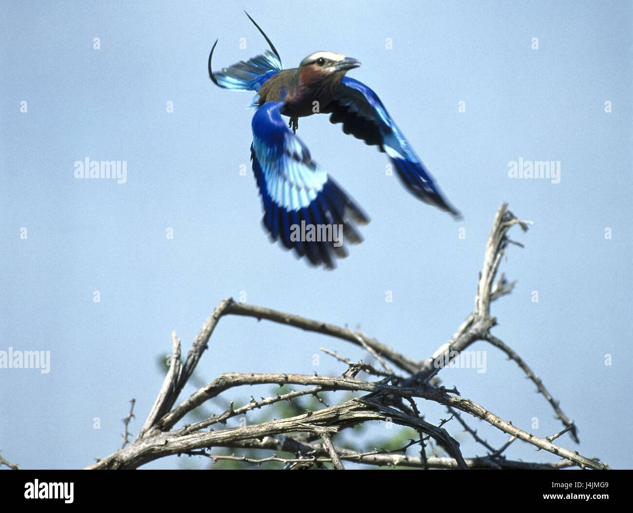 Kenya, African Blauracke, Coracias caudata, flight Animals, Animal ...