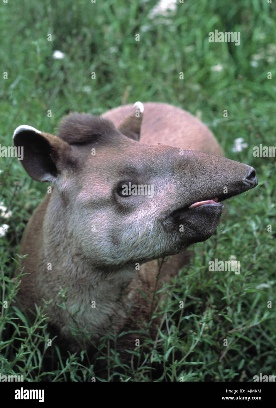 Uncloven hoofed hi-res stock photography and images - Alamy