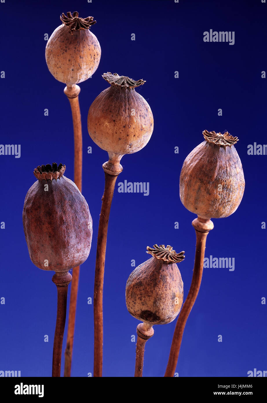 Poppy seed, capsules, five Papaver, capsule fruits, benefit plants and ...