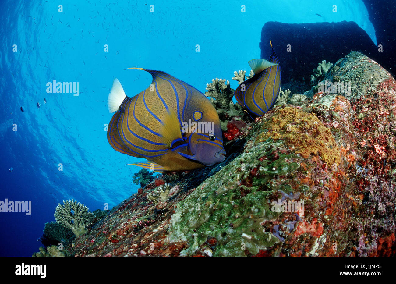 Ring-imperial fish, Pomacanthus annularis Stock Photo - Alamy