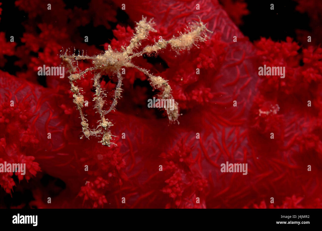 Spinning crabs hi-res stock photography and images - Alamy