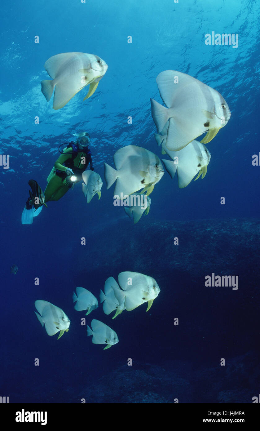 Pinnatus hi-res stock photography and images - Alamy