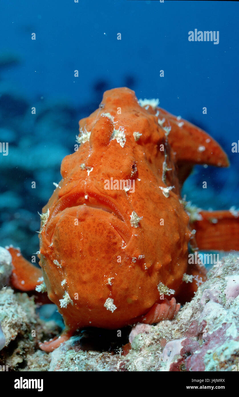 Giant anglers fish hi-res stock photography and images - Alamy