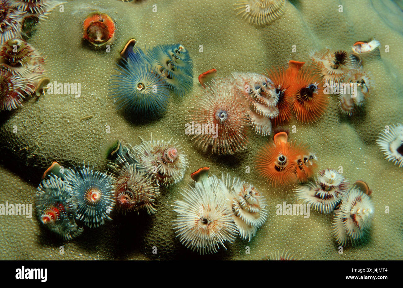 Coloured spiral tube worms, Spirobranchus giganteus Stock Photo - Alamy