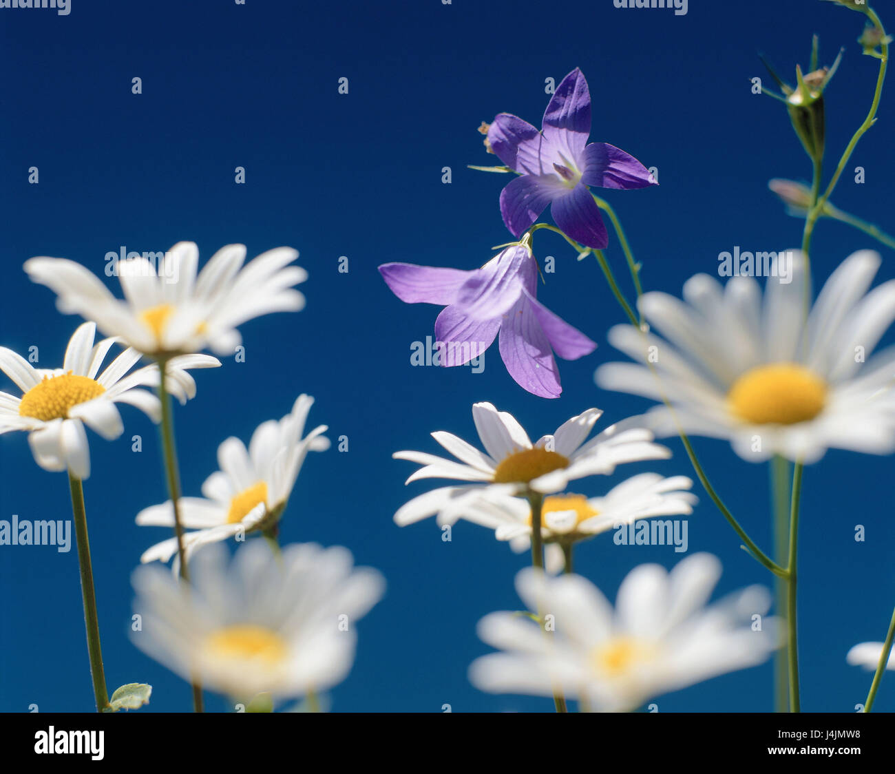 Meadow flowers, margin rites, bellflowers, close up flower meadow ...