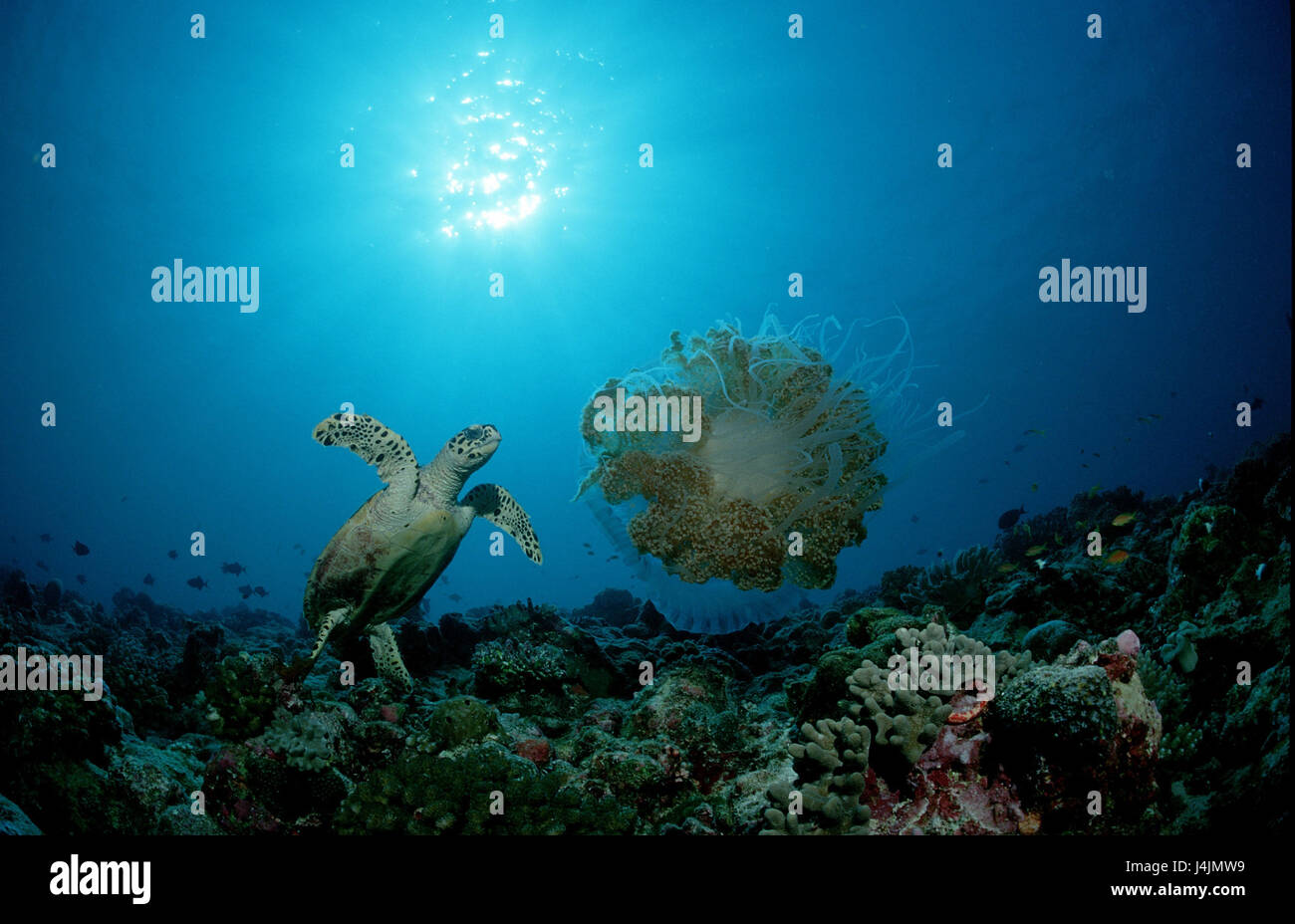 Sea tortoise, jellyfish Stock Photo - Alamy