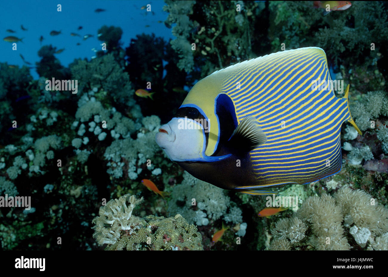 Imperator Kaiserfisch, Pomacanthus imperator, coral reef Stock Photo ...
