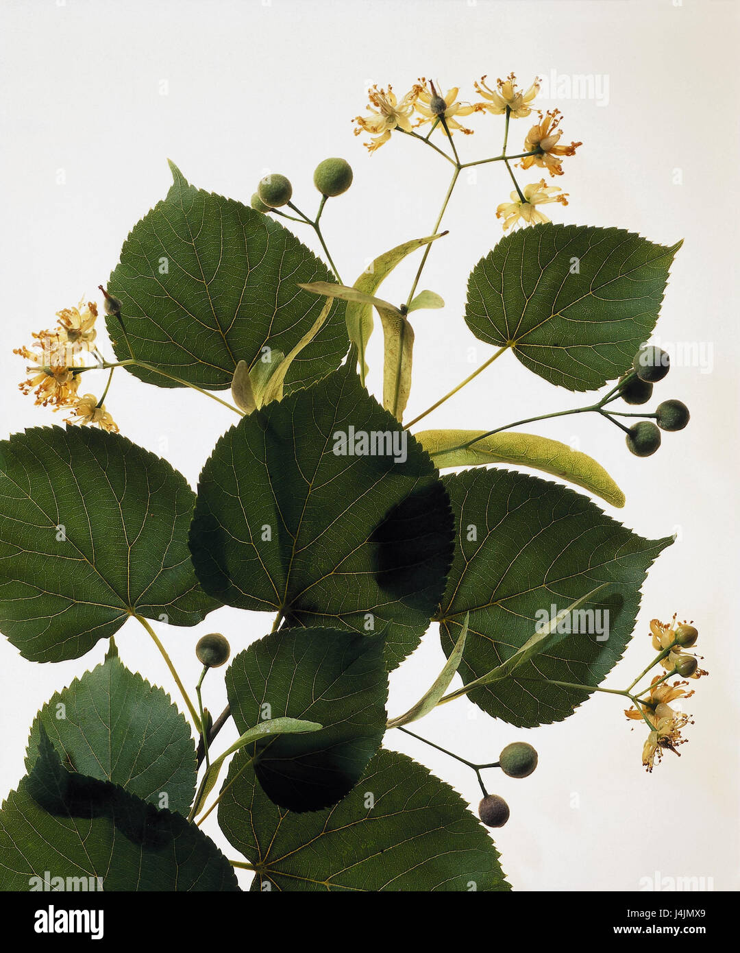 Lime-tree, Tilia, blossoms, leaves lime plant, broad-leaved tree ...