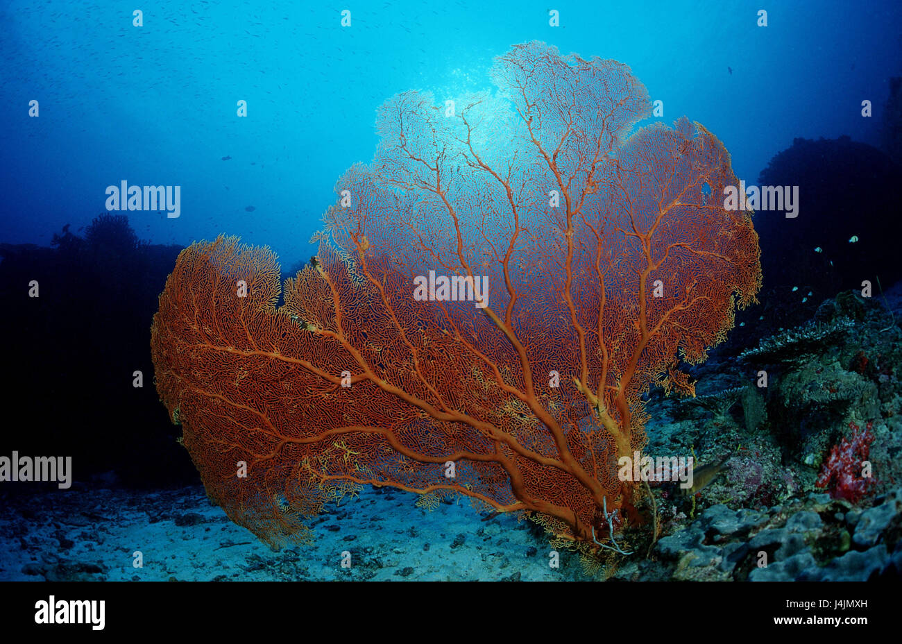Andaman coral reef hi-res stock photography and images - Alamy