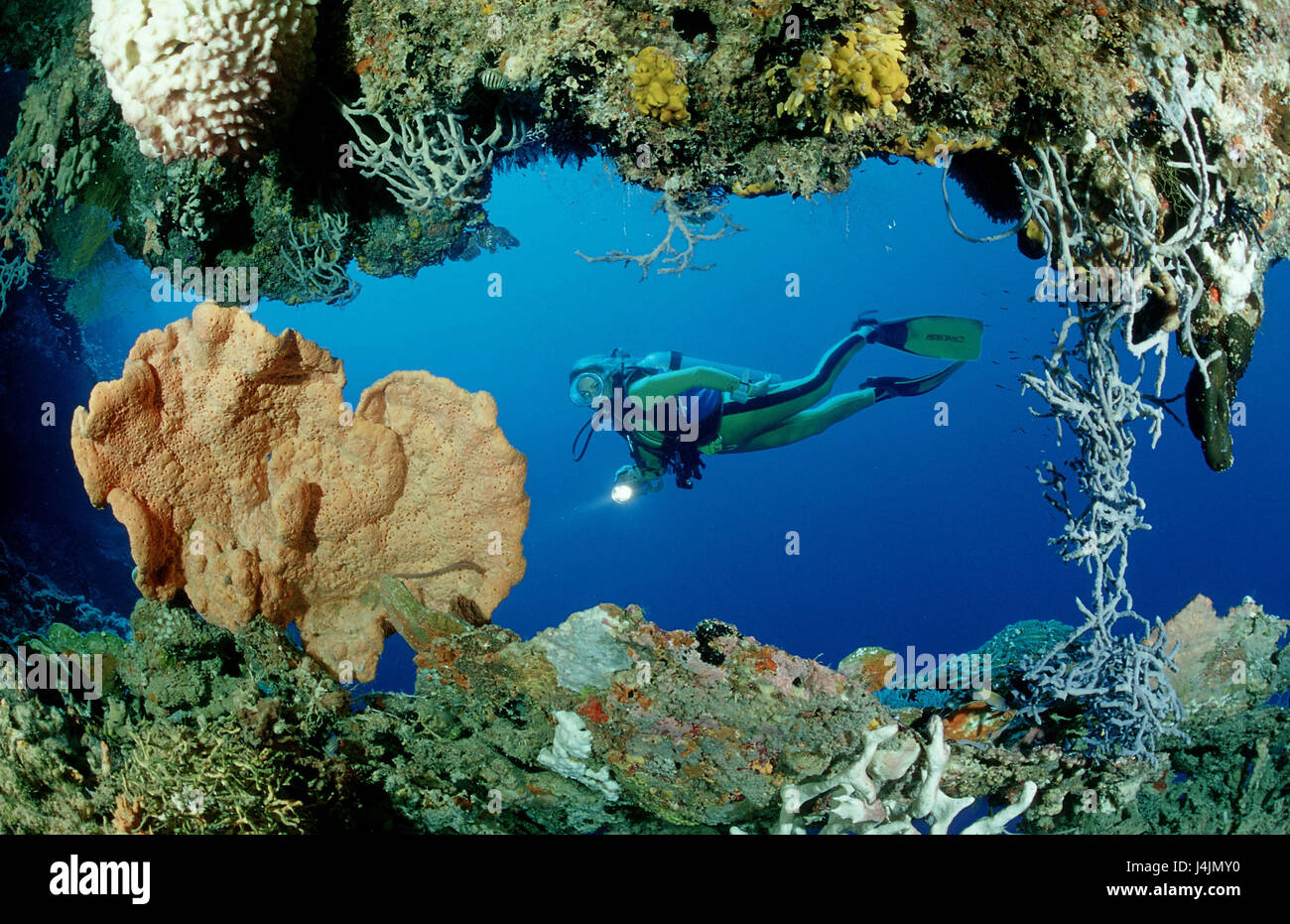 Diver, underwater pit, corals Stock Photo - Alamy