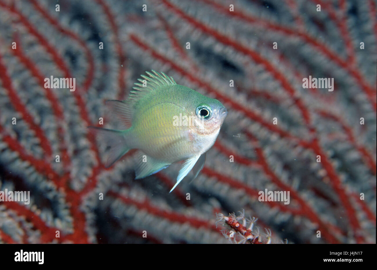 Brood care reef perch, Acanthochromis polycanthus, coral Stock Photo ...