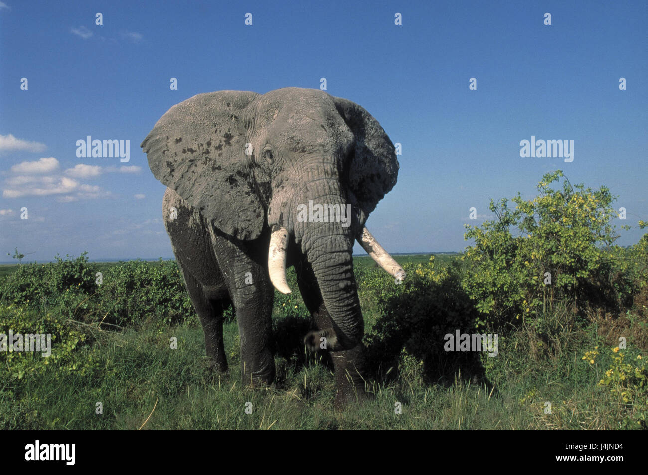 Scenery, African elephant, Loxodonta africana animal world, wilderness ...