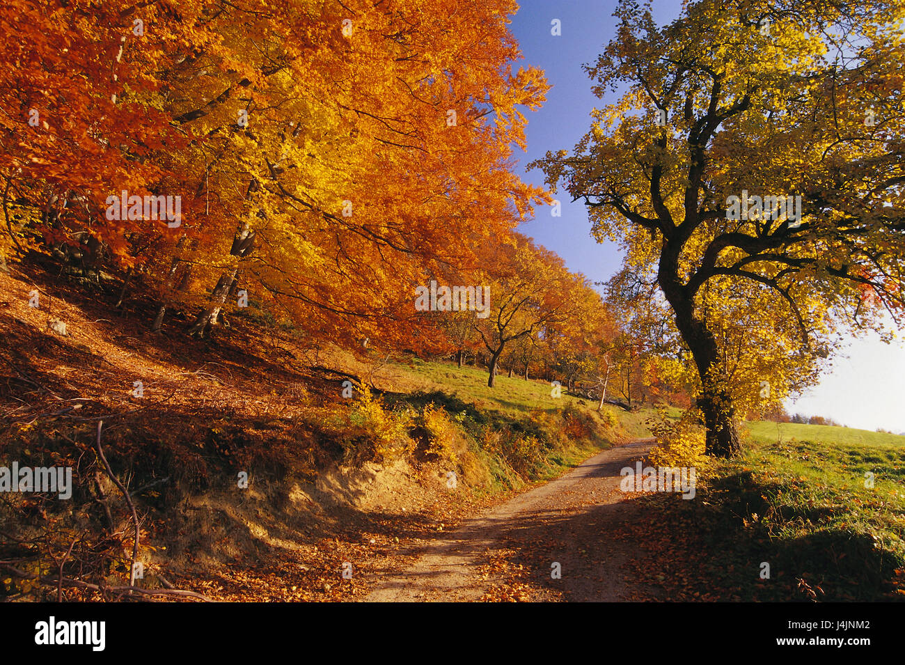 Germany, Upper Bavaria, Inntal, mountain Samber, footpath, trees ...
