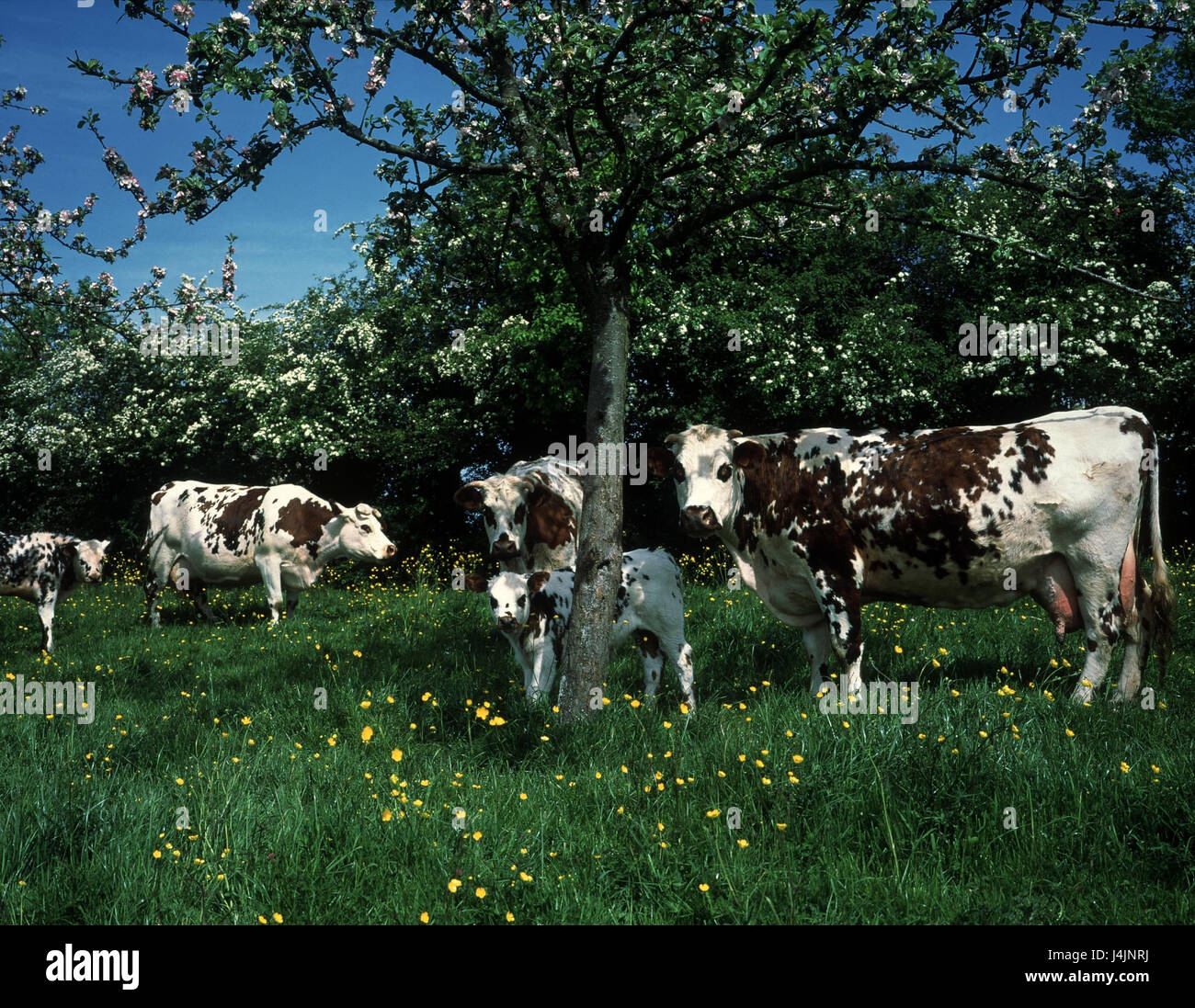 Fruit cortex hi-res stock photography and images - Alamy