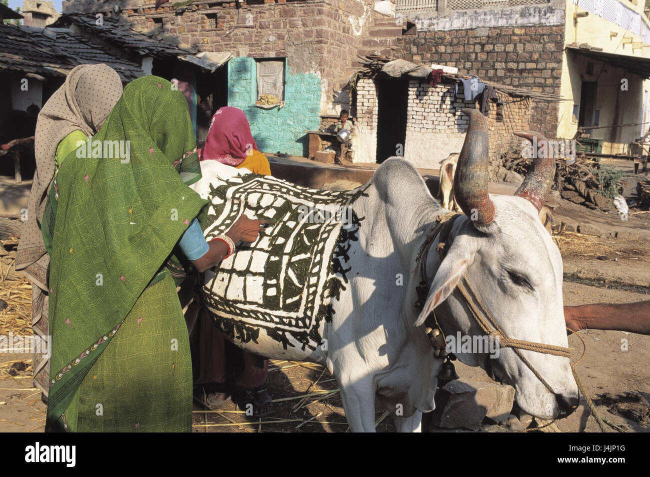 India, Rajasthan, Diwali festival, women, cow, henna, paint outside ...