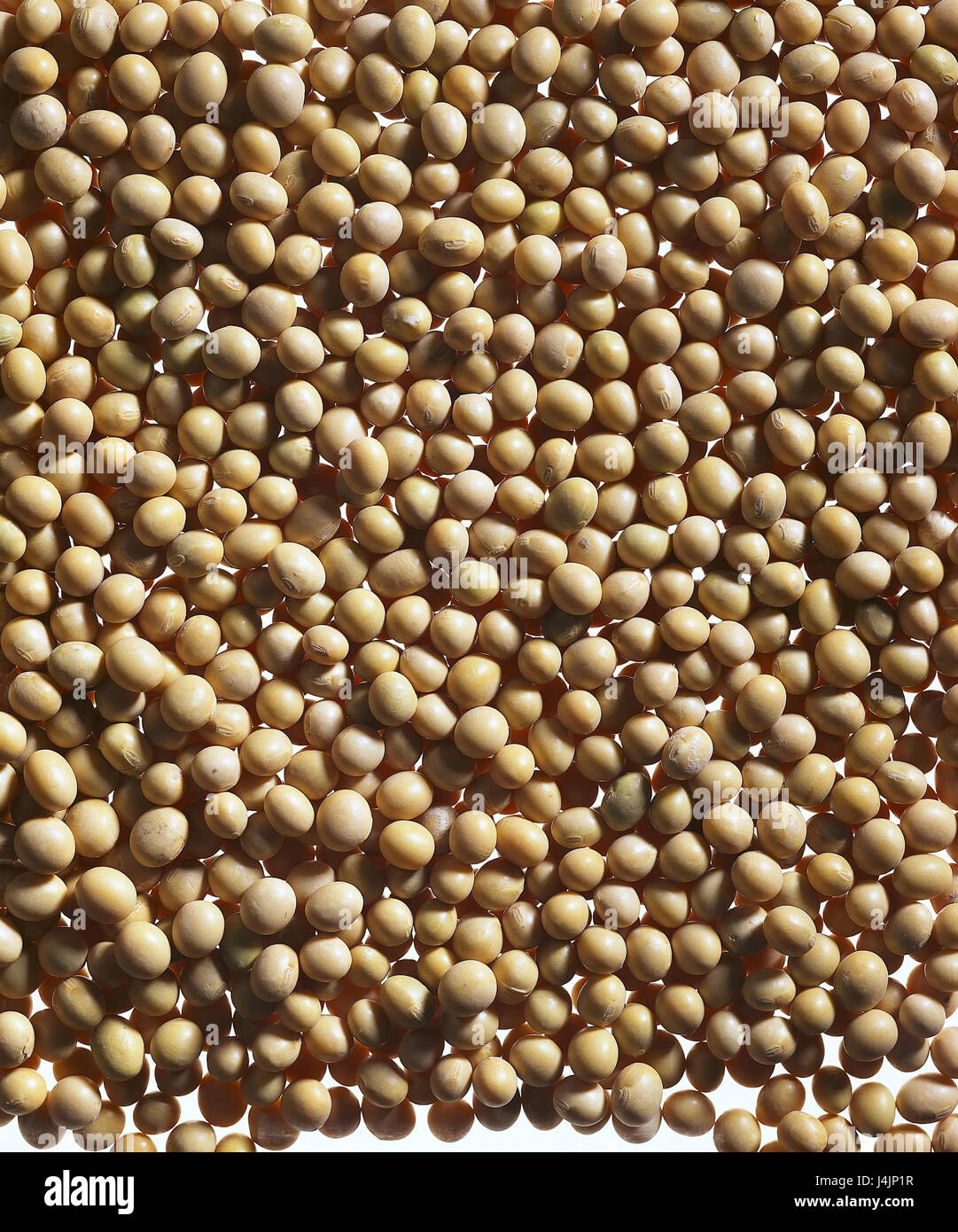 Soy beans Bonhen, soy, legume, legumes, nutrition, healthy, foetus ...