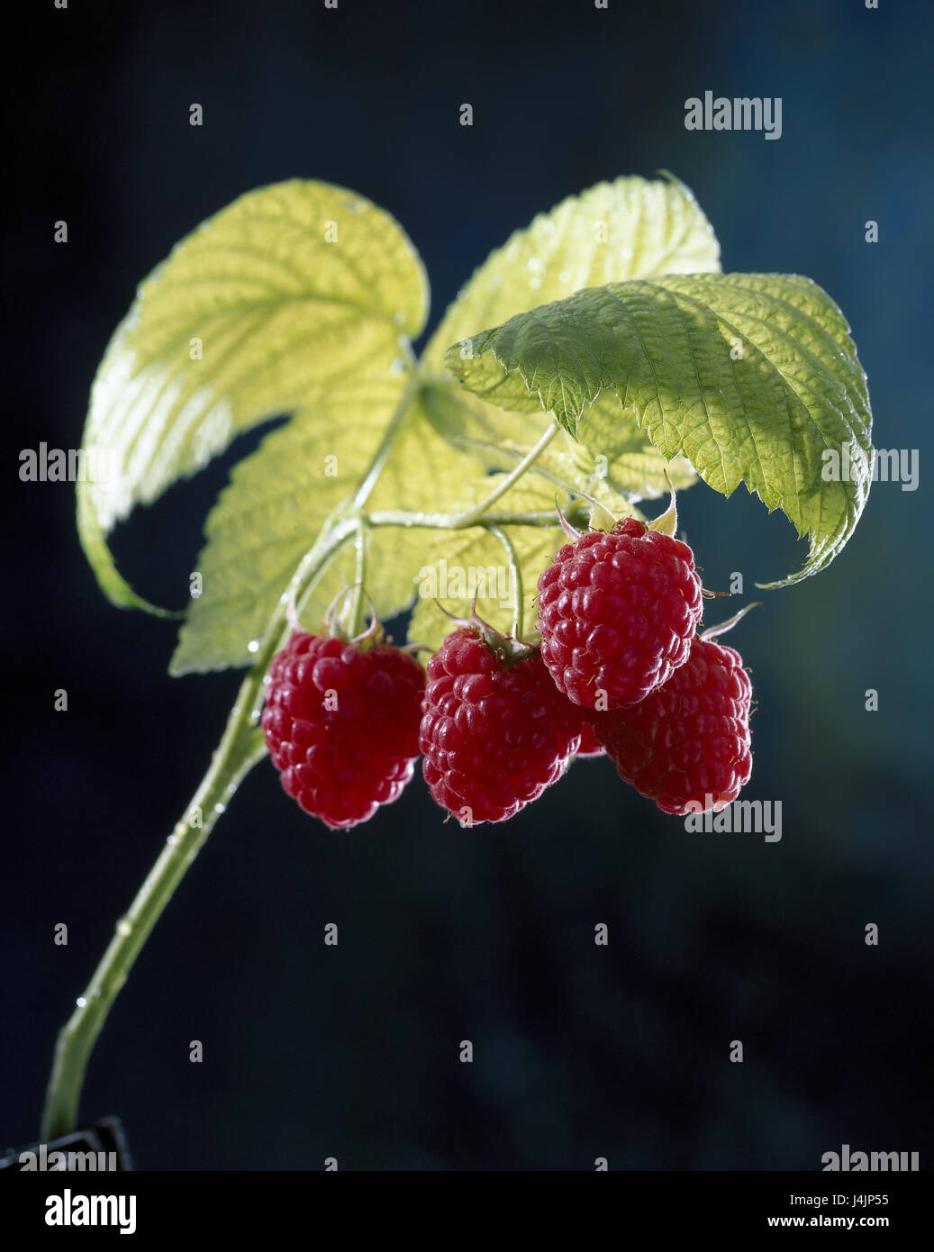 Raspberries, Rubus idaeus, leaves common raspberry, fruits, berries ...