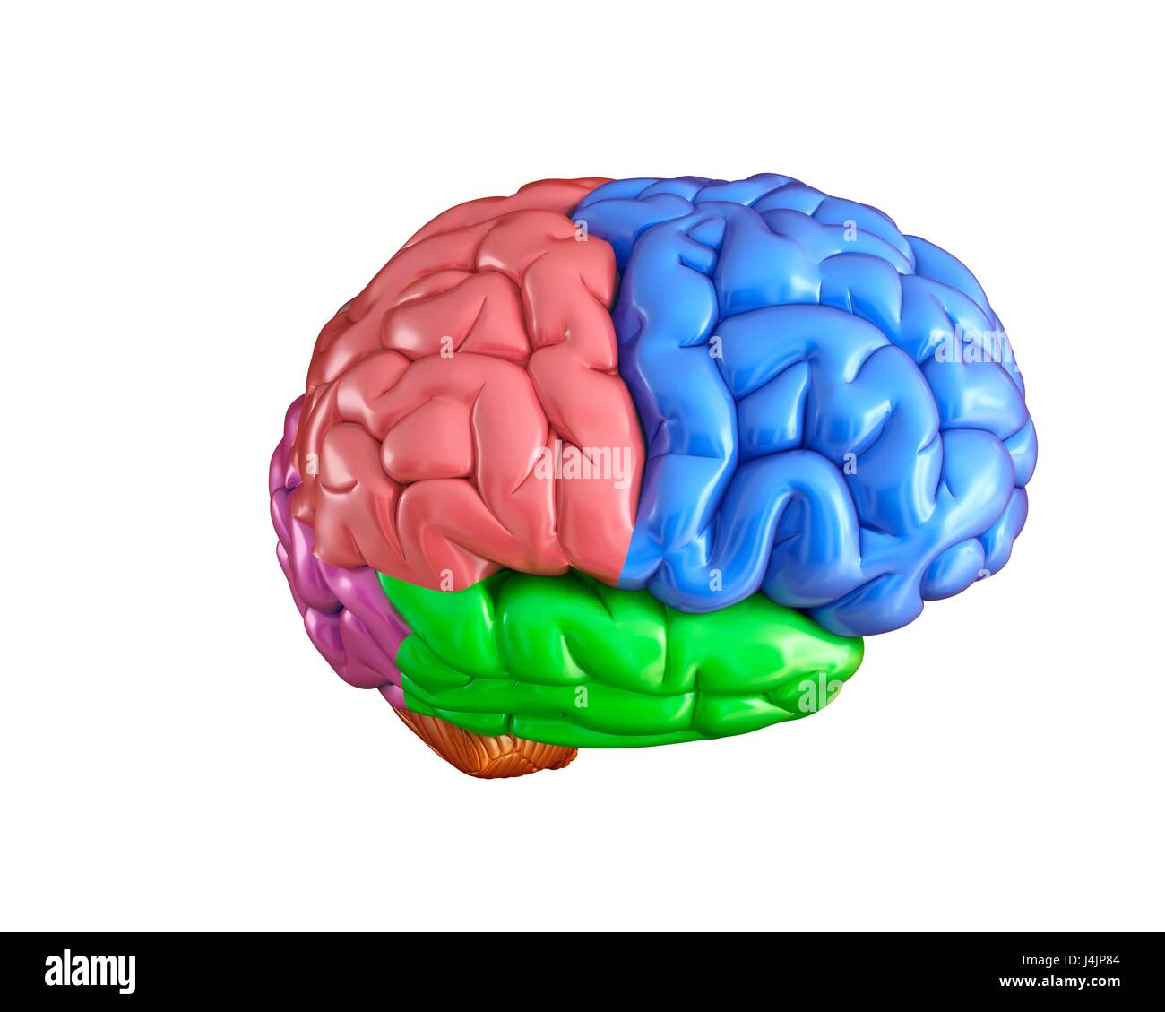 Illustration of human brain anatomy Stock Photo - Alamy