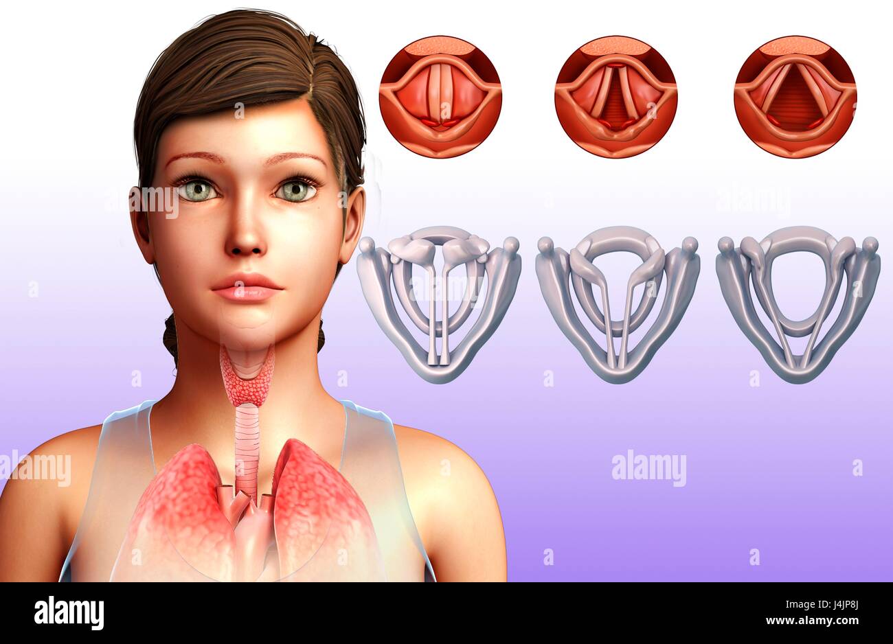 Vocal cords hi-res stock photography and images - Alamy