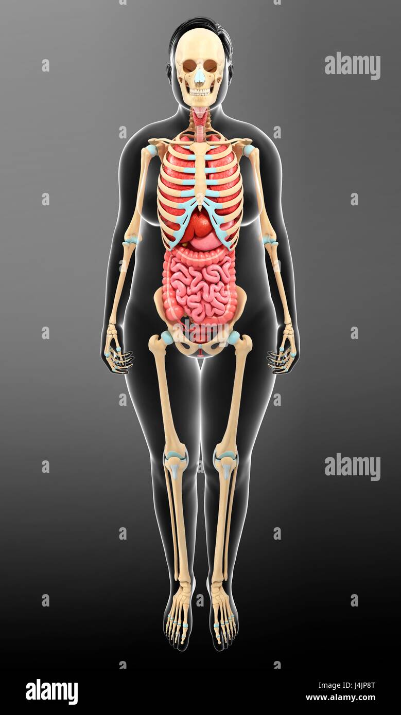 Illustration of female digestive and skeletal systems Stock Photo - Alamy