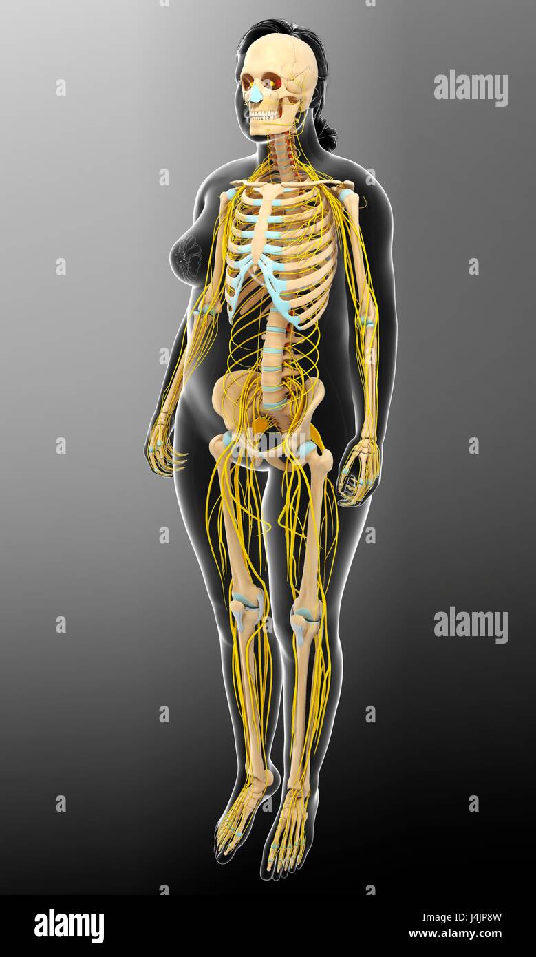 Female skeletal and nervous systems hi-res stock photography and images ...
