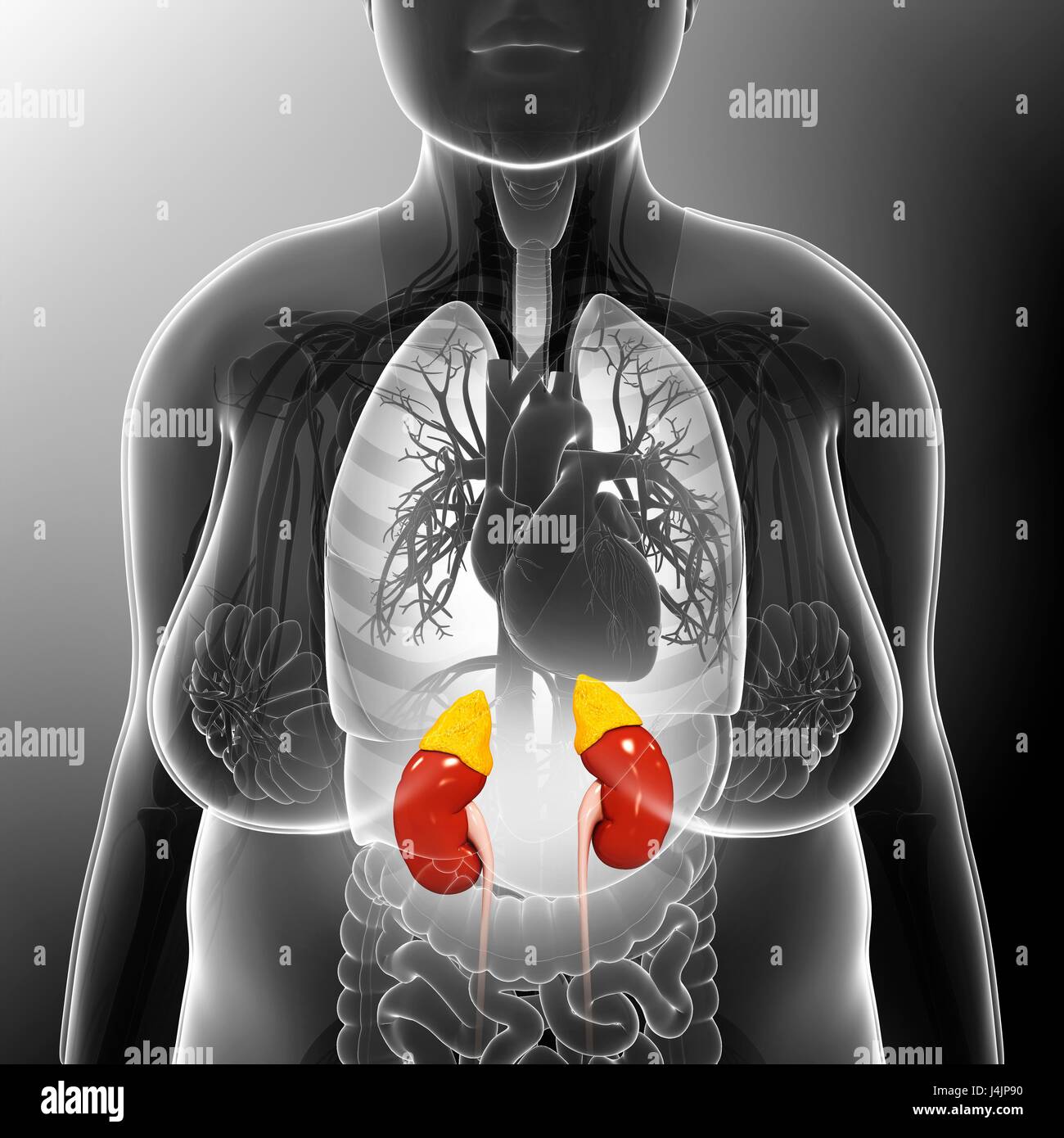 Female kidneys hi-res stock photography and images - Alamy