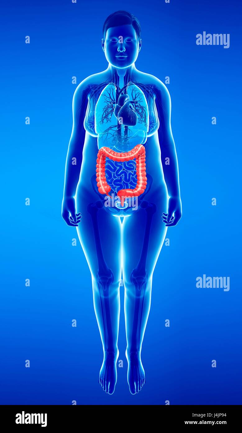 Female large intestine hi-res stock photography and images - Alamy