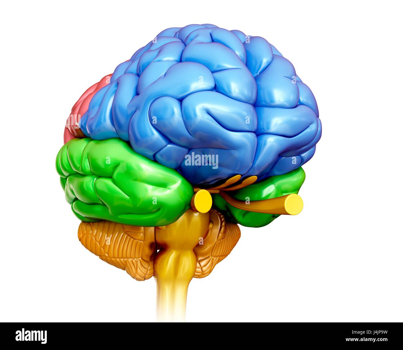 Illustration of human brain anatomy Stock Photo - Alamy
