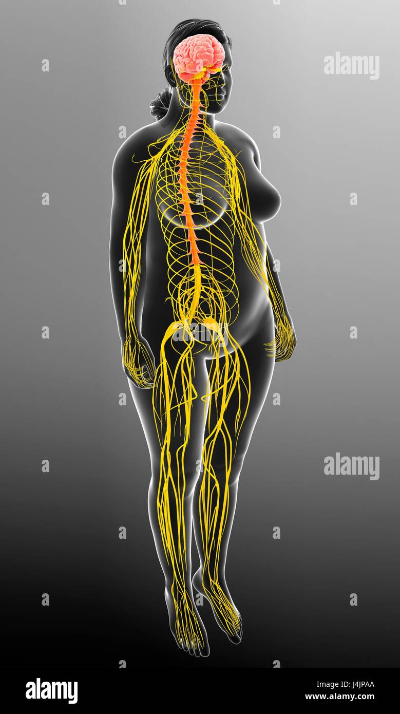 Illustration of female nervous system Stock Photo - Alamy