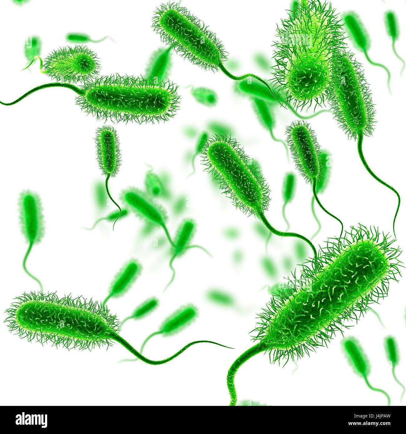 Illustration of E. coli bacteria Stock Photo - Alamy