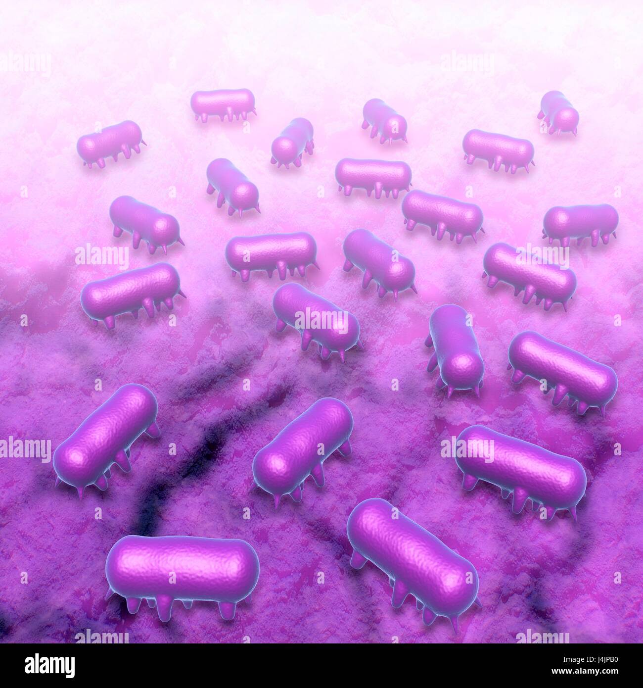 Illustration of Salmonella typhimurium bacteria Stock Photo - Alamy