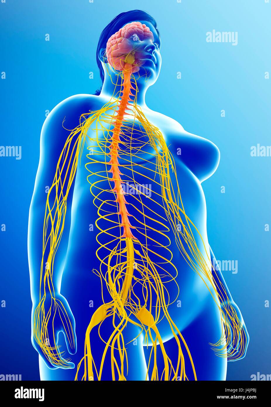 Illustration of female nervous system Stock Photo - Alamy