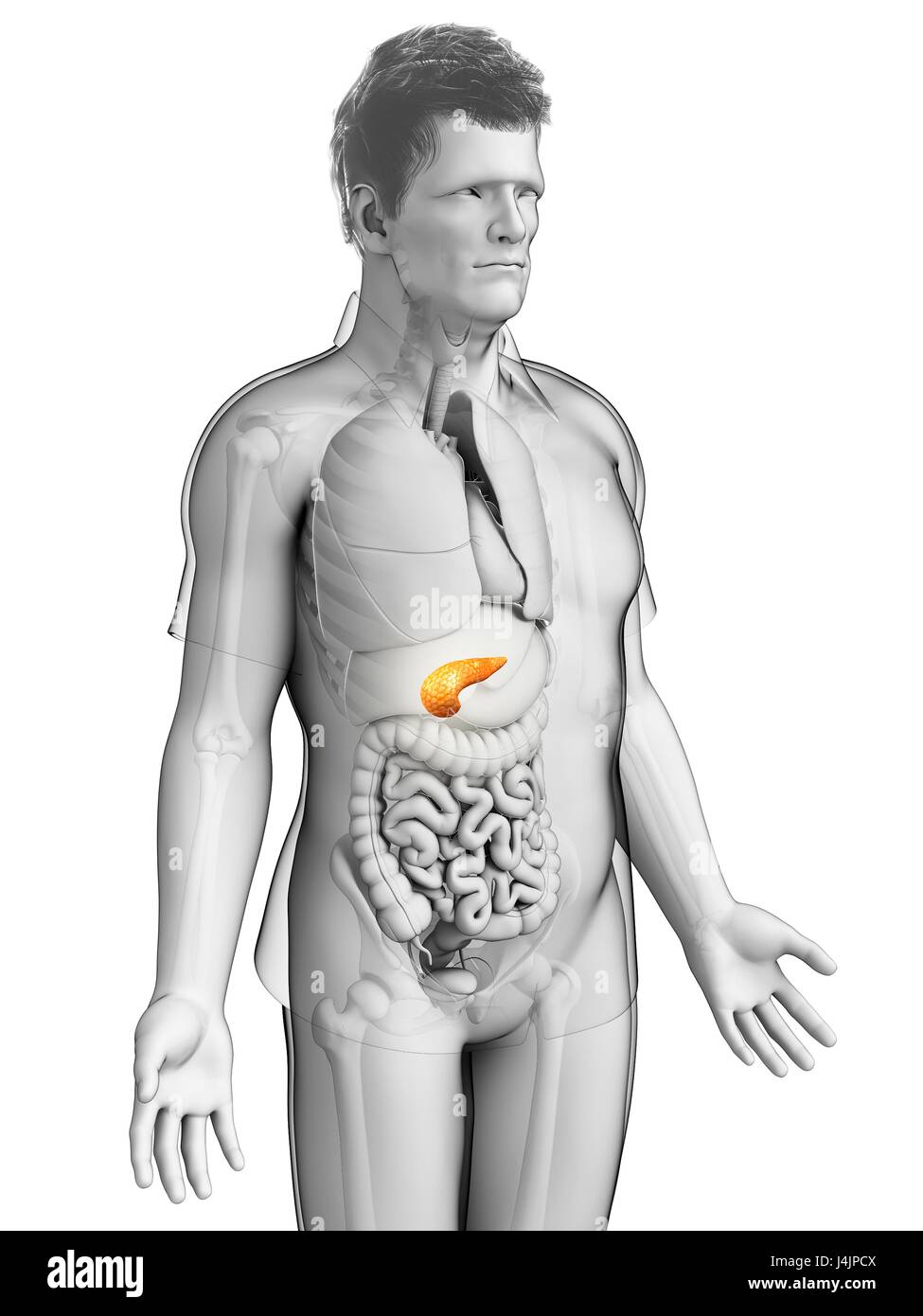 Illustration of male pancreas Stock Photo - Alamy