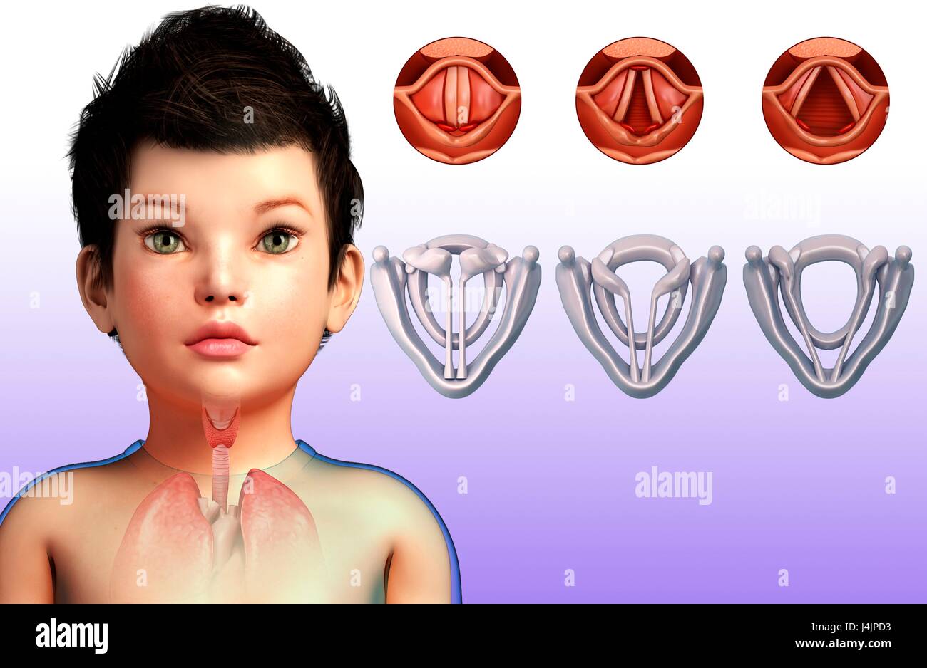 Vocal cords anatomy hi-res stock photography and images - Alamy