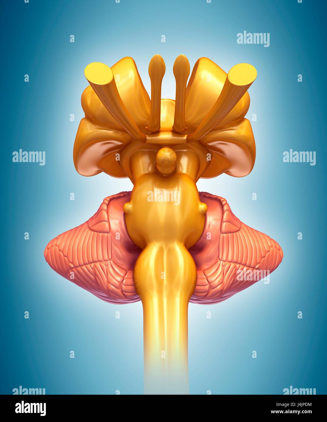 Illustration of human brain structures Stock Photo - Alamy