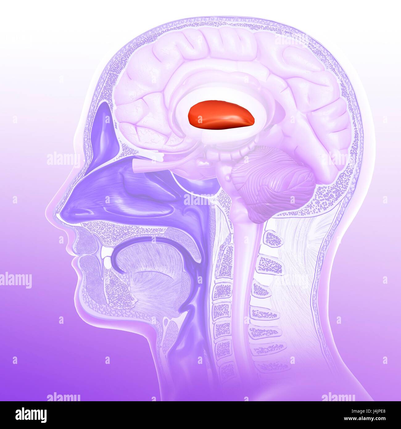 Putamen hi-res stock photography and images - Alamy