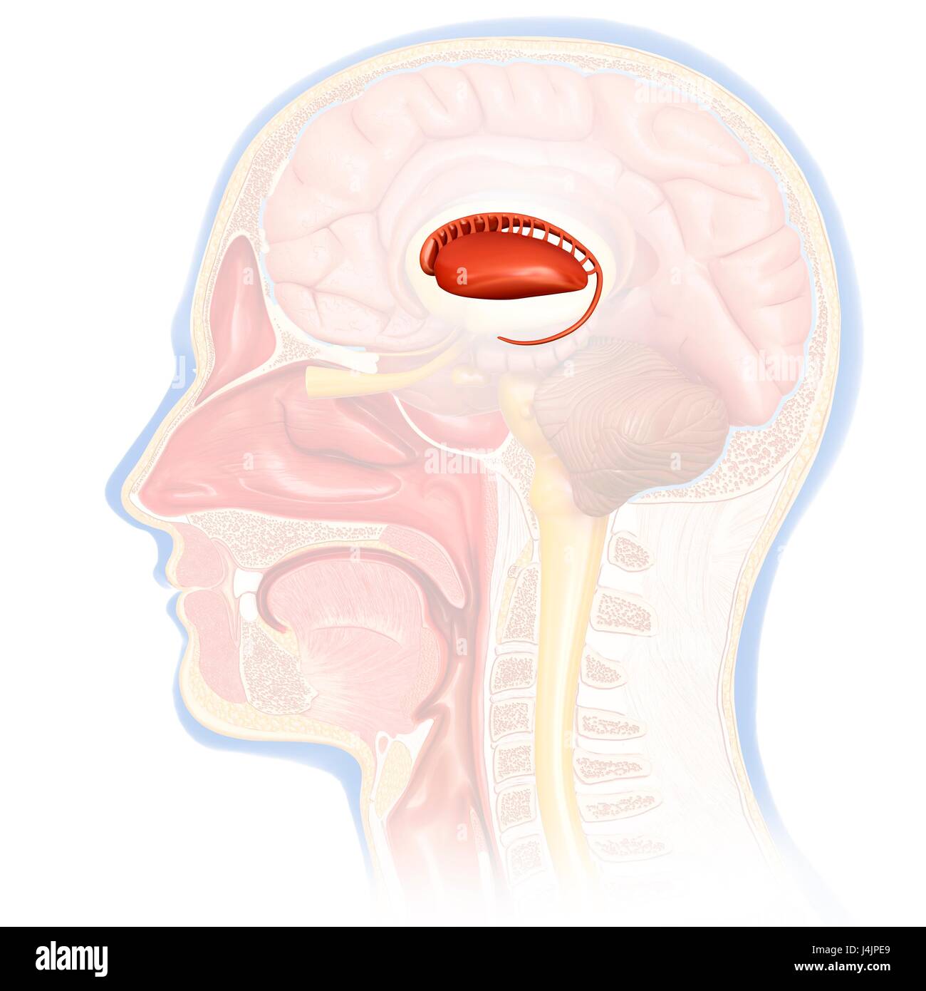 Illustration of the caudate nucleus of the human brain Stock Photo - Alamy