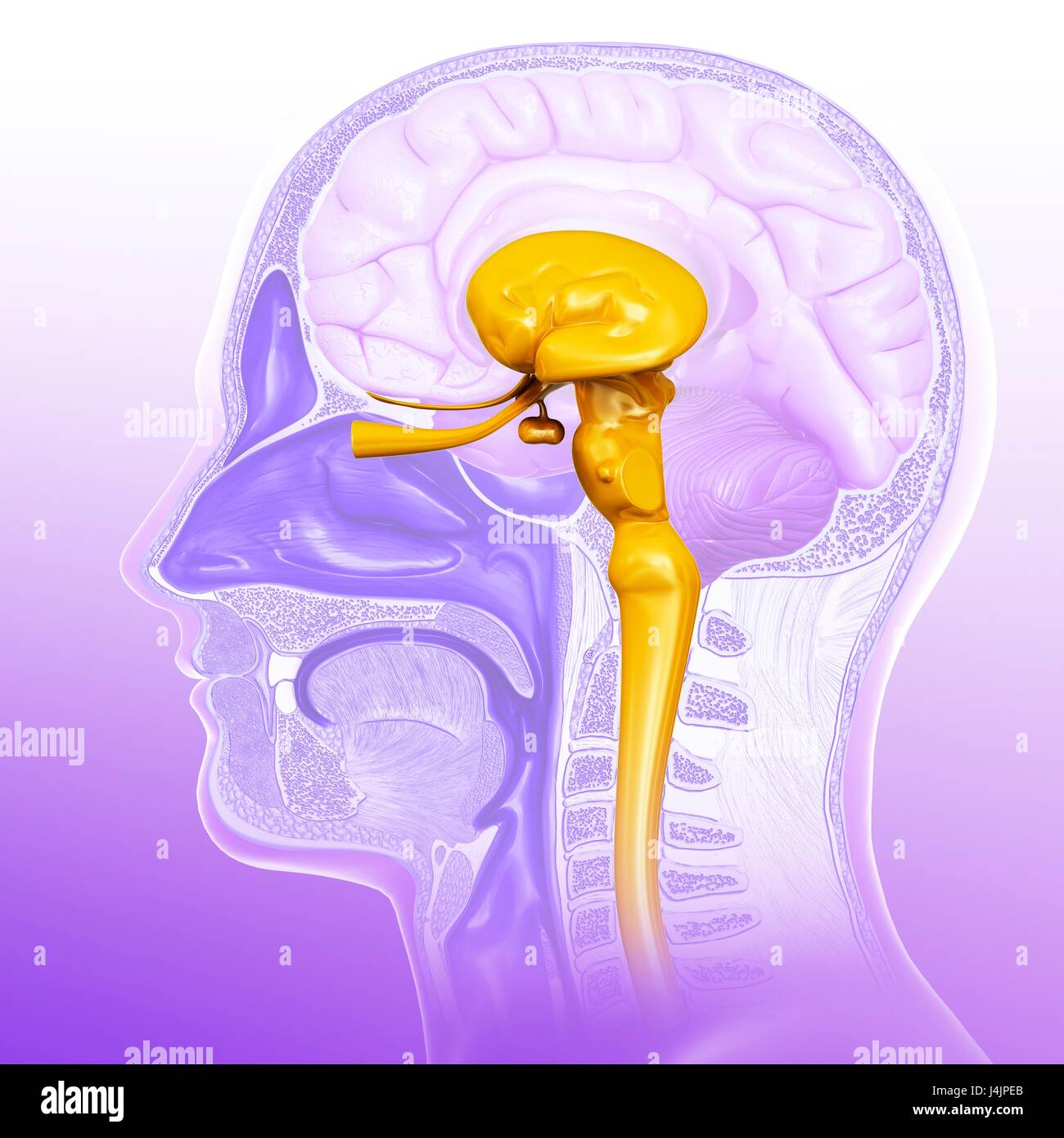Illustration of the anatomy of the human midbrain Stock Photo - Alamy