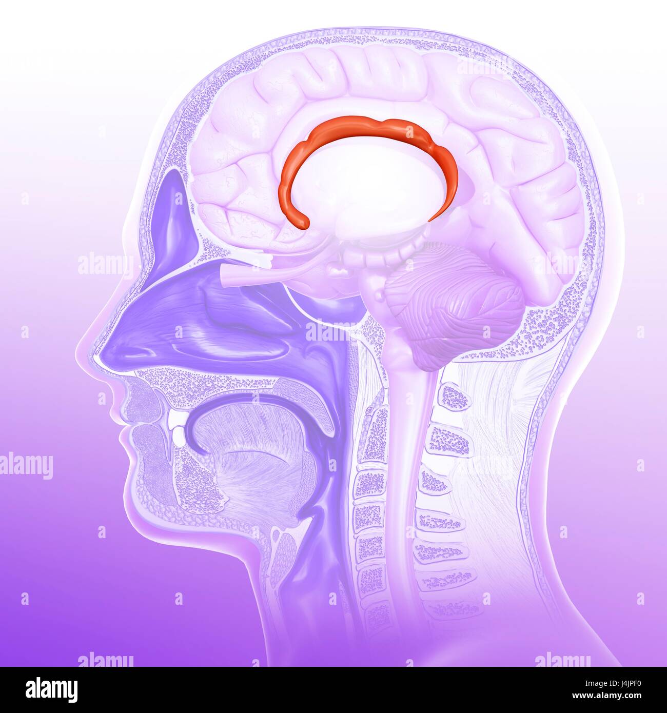 Illustration of the cingulate gyrus of the human brain Stock Photo - Alamy
