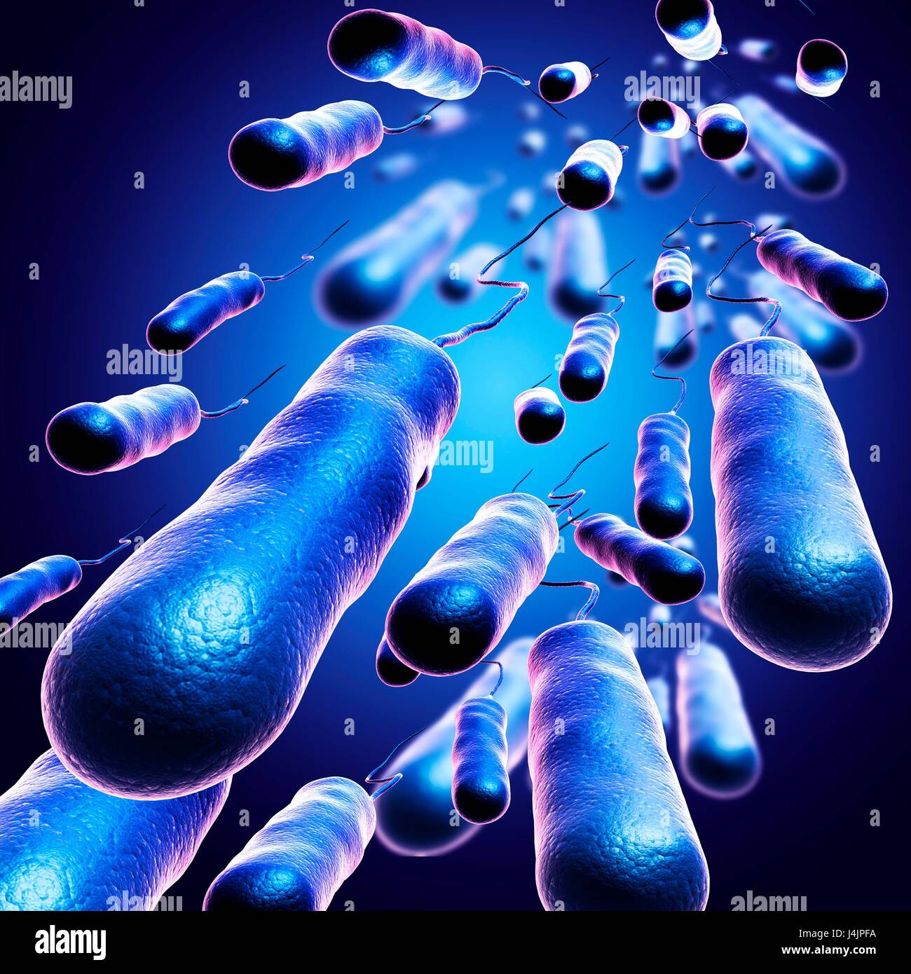 Illustration of E. coli bacteria Stock Photo - Alamy