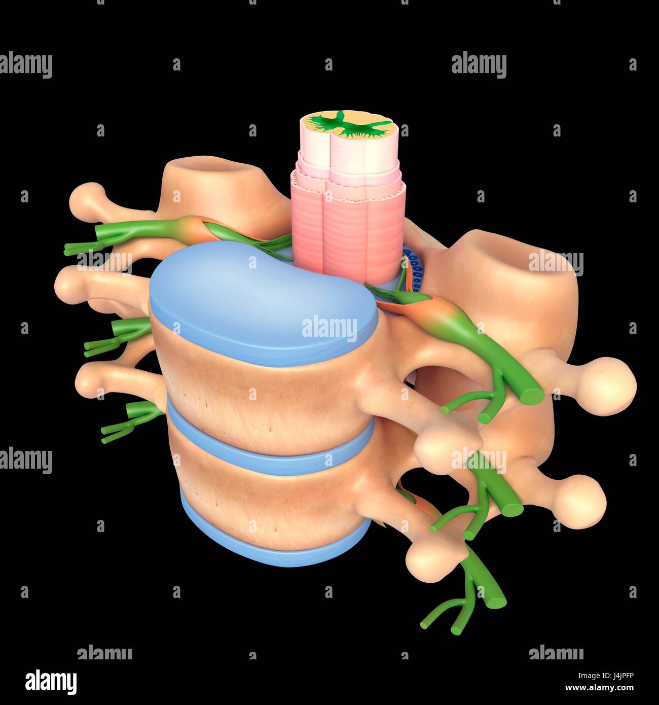 Normal anatomy of lumbar spine hi-res stock photography and images - Alamy