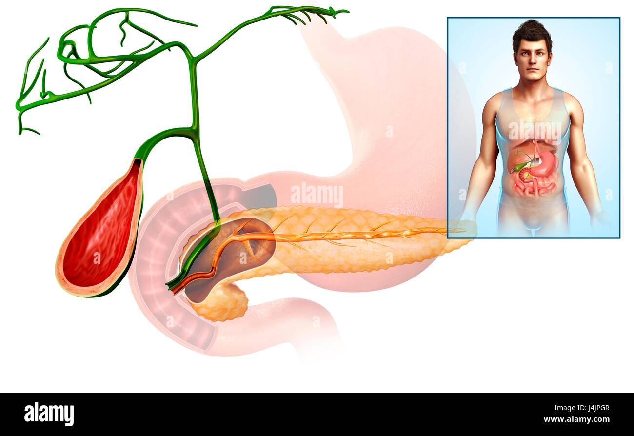 Illustration of pancreas and gallbladder Stock Photo - Alamy