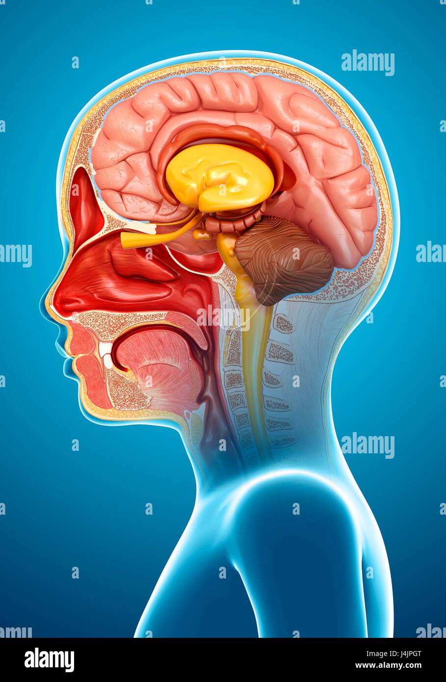 Childs head anatomy hi-res stock photography and images - Alamy