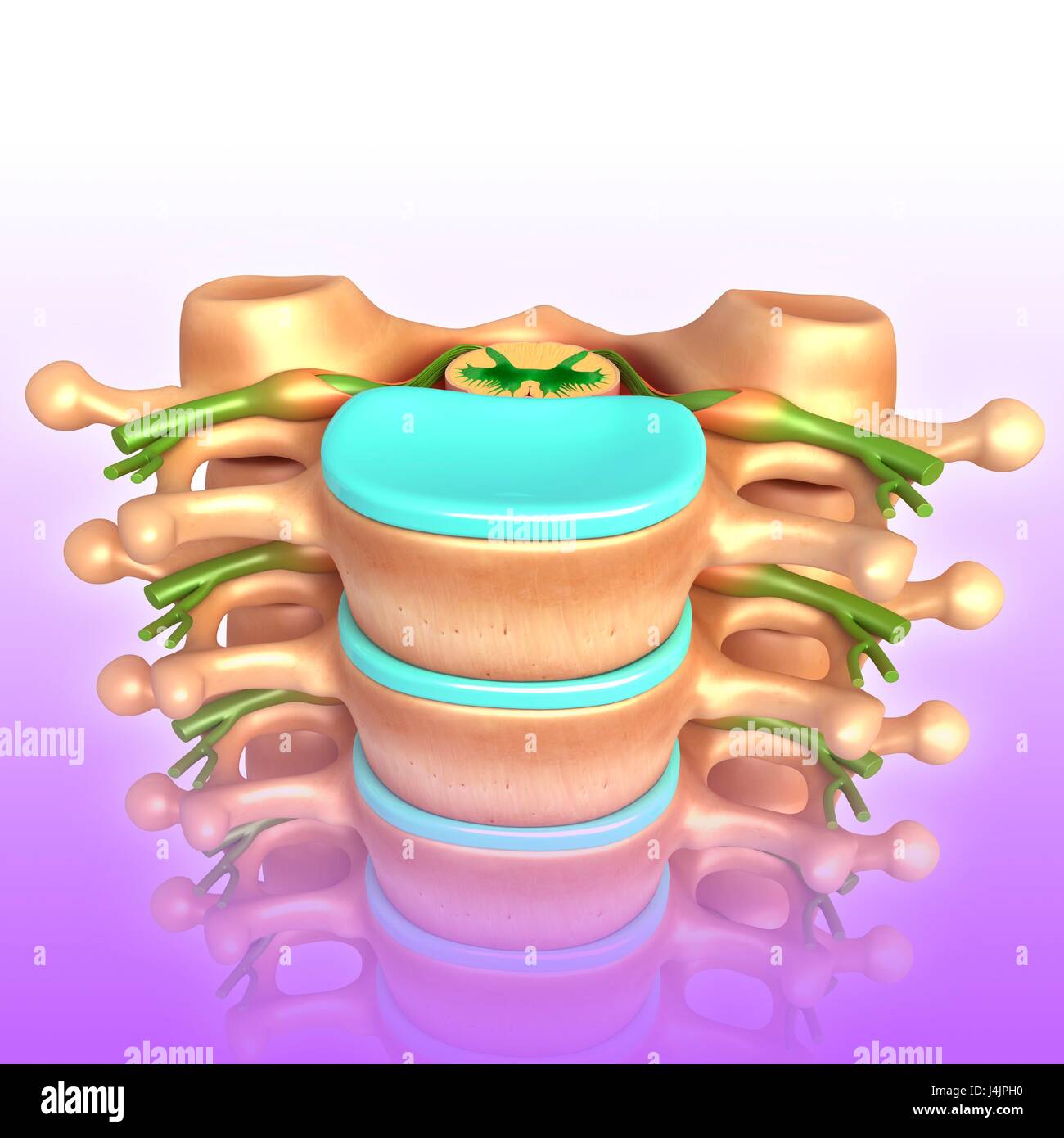 Lumbar discs hi-res stock photography and images - Alamy