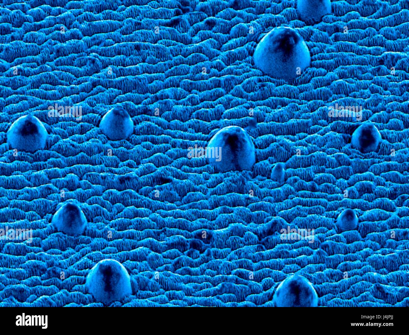 Nanostructures on steel. Coloured scanning electron micrograph (SEM) of ...